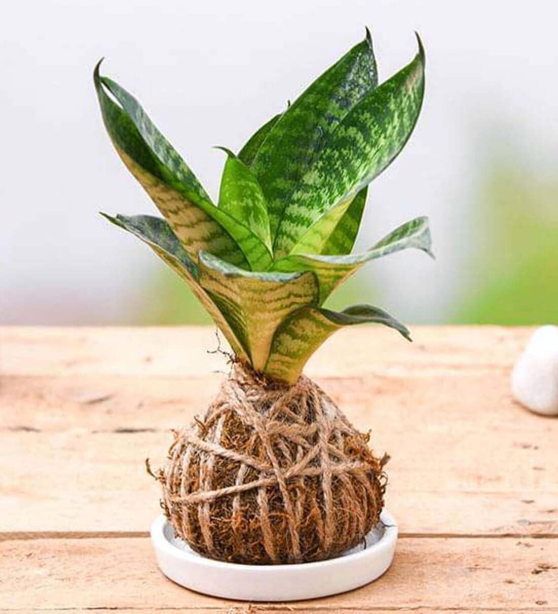 Buy Snake Kokedama With Pot Natural Plant Online - Air Purifier Plants - Natural Plants - Home ...
