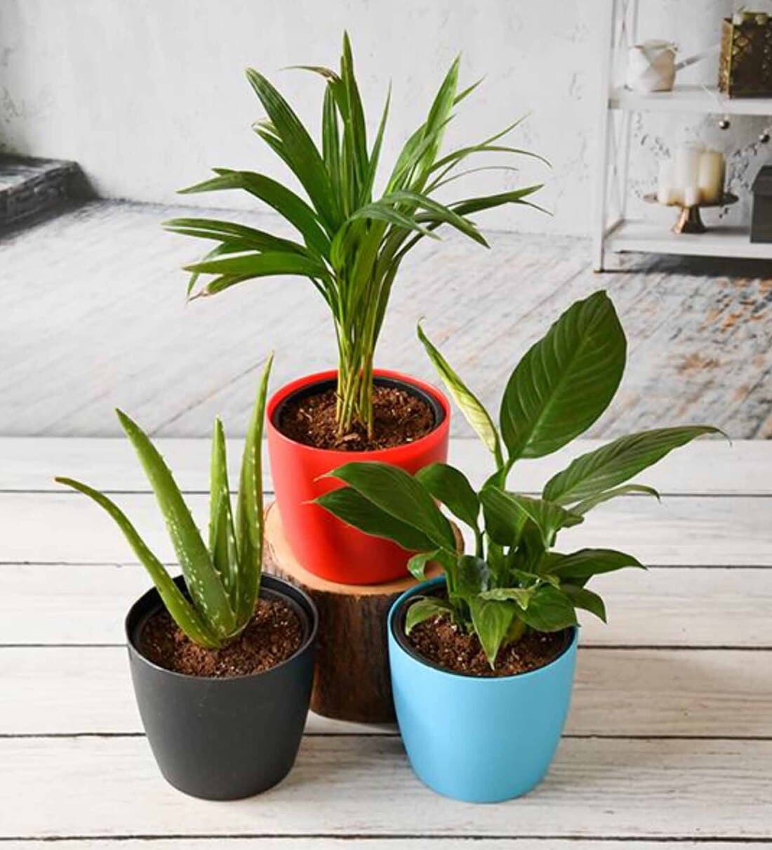 Buy Aloe Vera, Areca Palm, Peace Lily Natural Plant at 35% OFF by ...