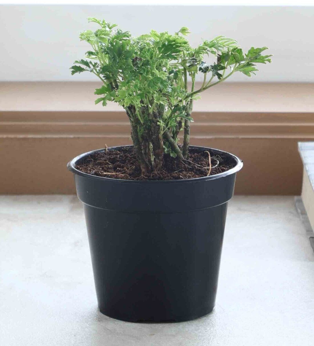 Buy Green Aralia Natural Plant by Root Bridges at 46% OFF by Root ...