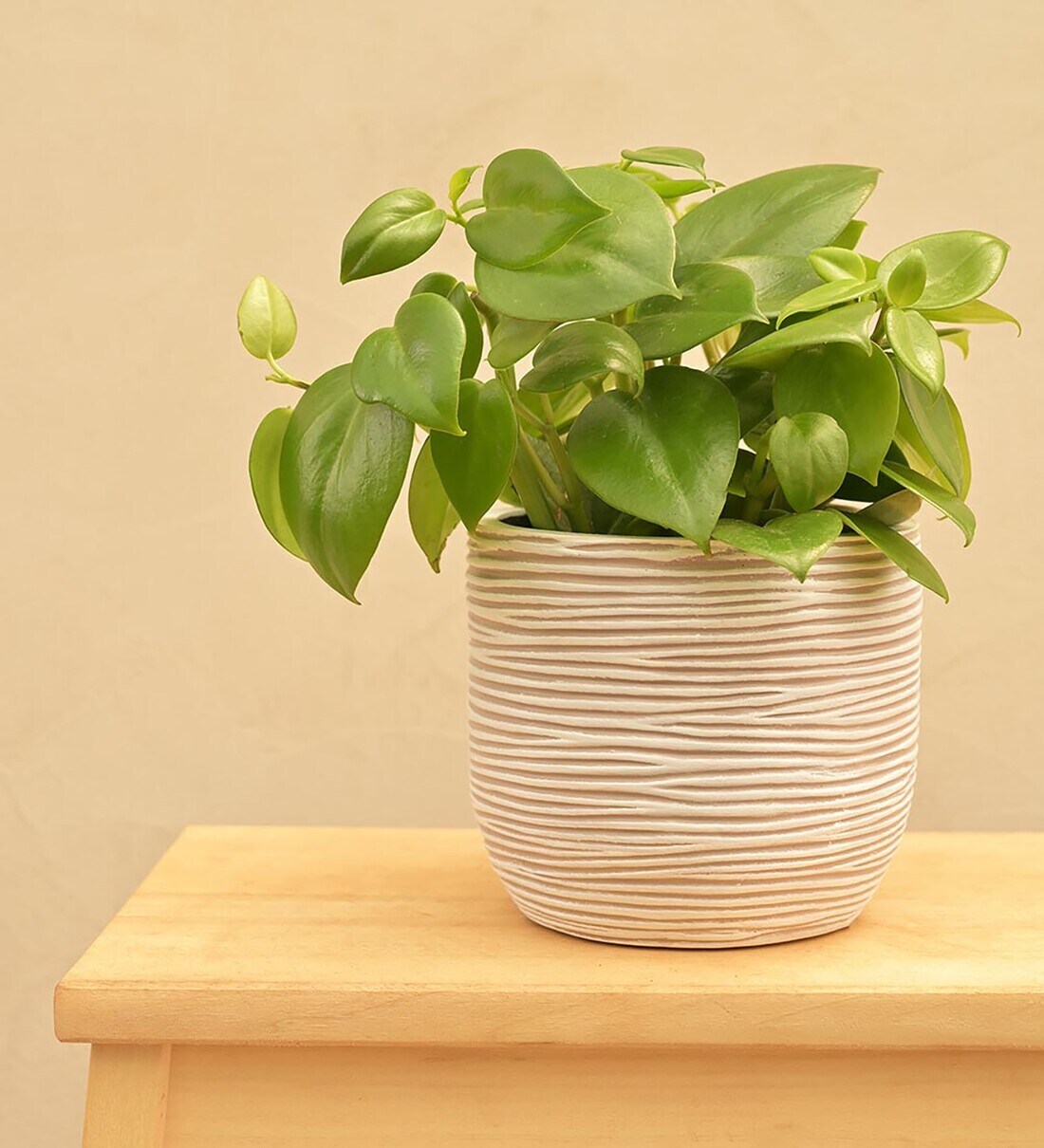 Buy Ivory Plastic Ball Rib Small Desk Pot Online - Desk Pots - Pots ...