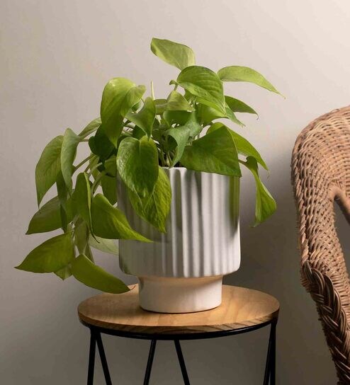 Buy Camaro Fabric Open Shoe Rack in Beige Finish Online - Open Shoe Racks - Shoe Racks ...