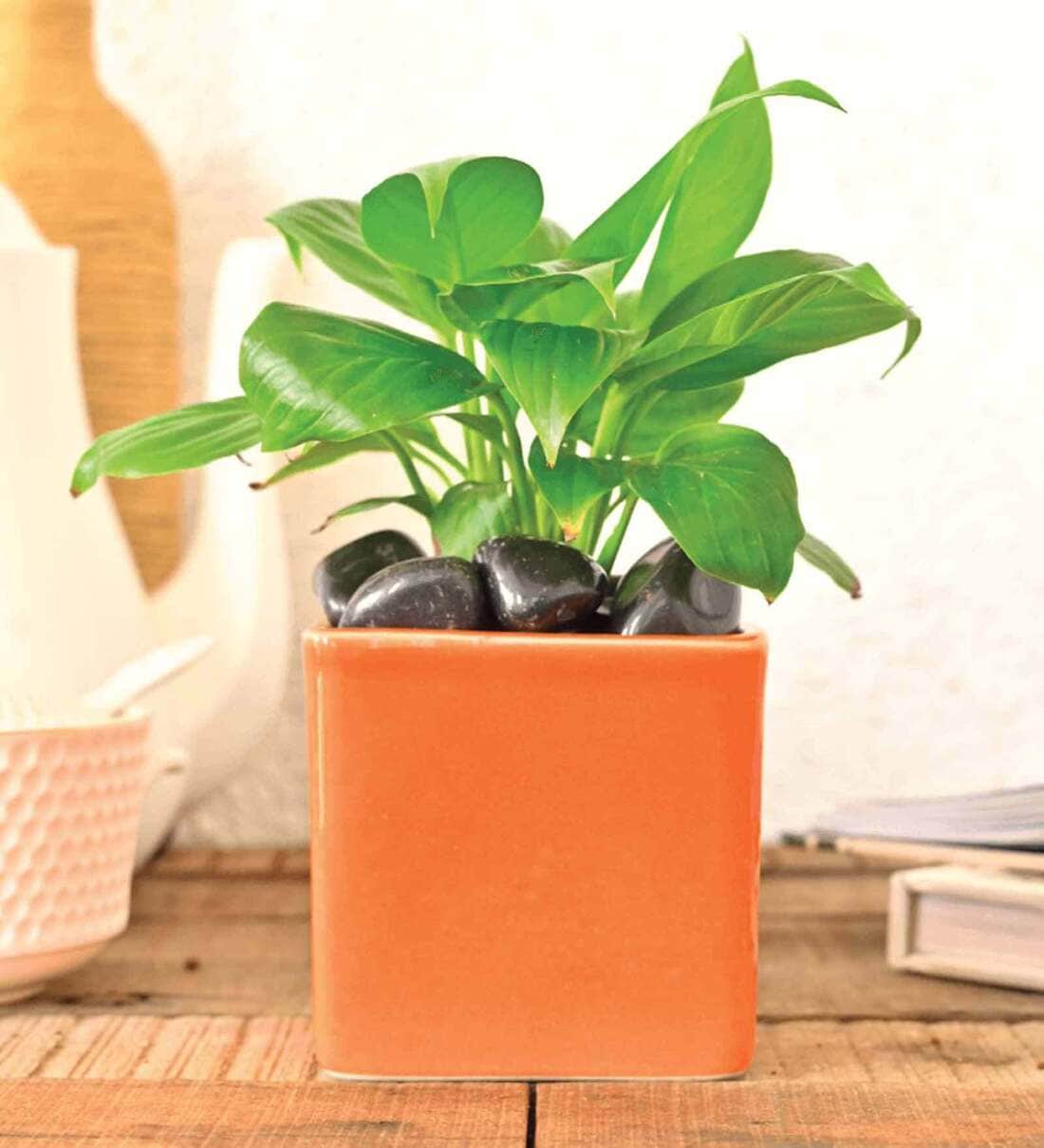 Buy Orange Ceramic Square Shape Desk Pot Planter at 51% OFF by Ugaoo ...