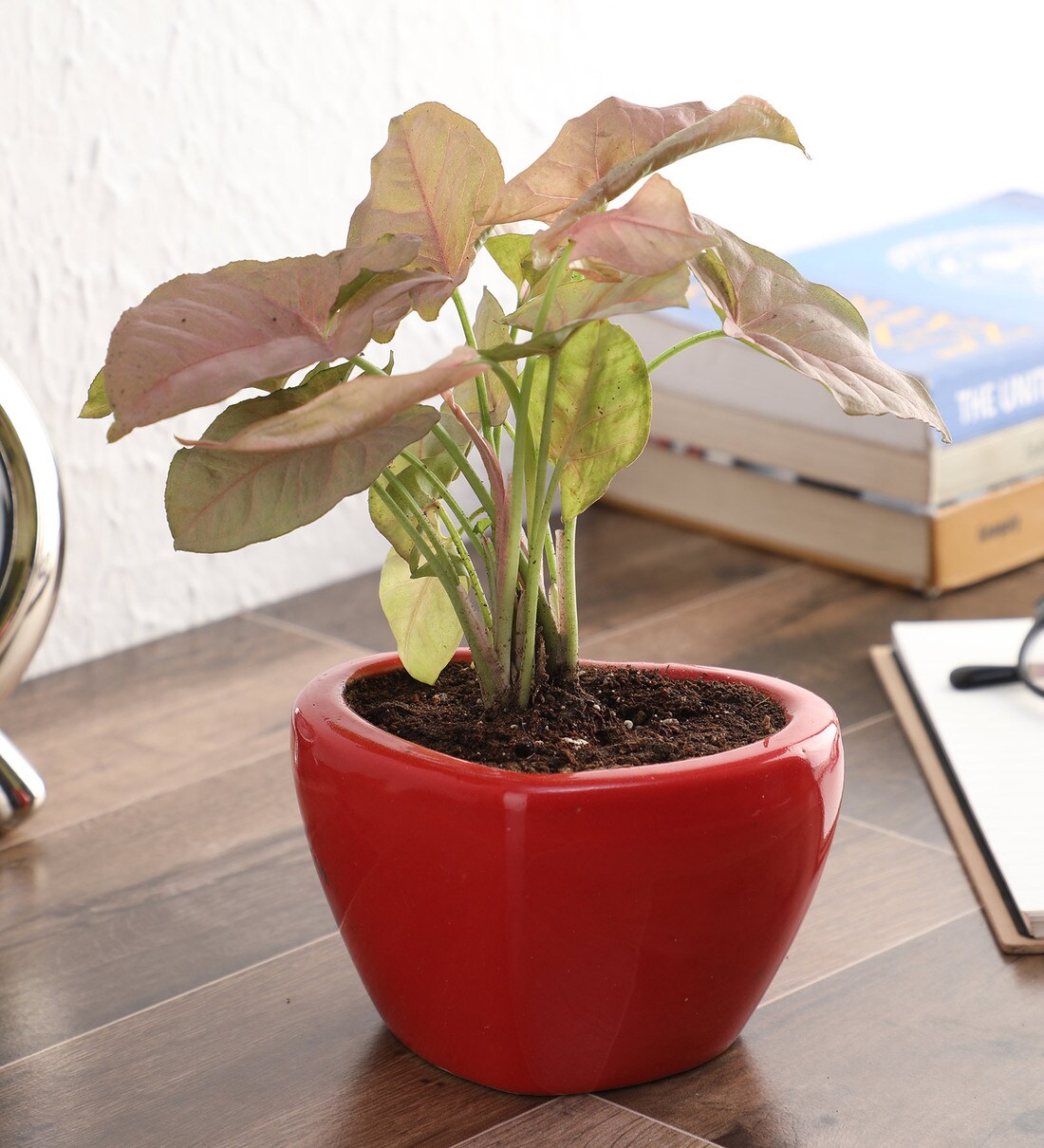Buy Red Heart Shape Ceramic Pot Syngonium Pink Natural Plant by Ferns N ...