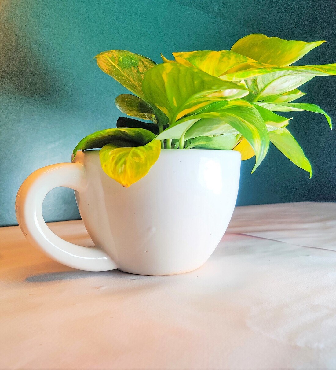 Buy White Ceramic Cup Planter By Gold Dust Online - Floor Planters ...