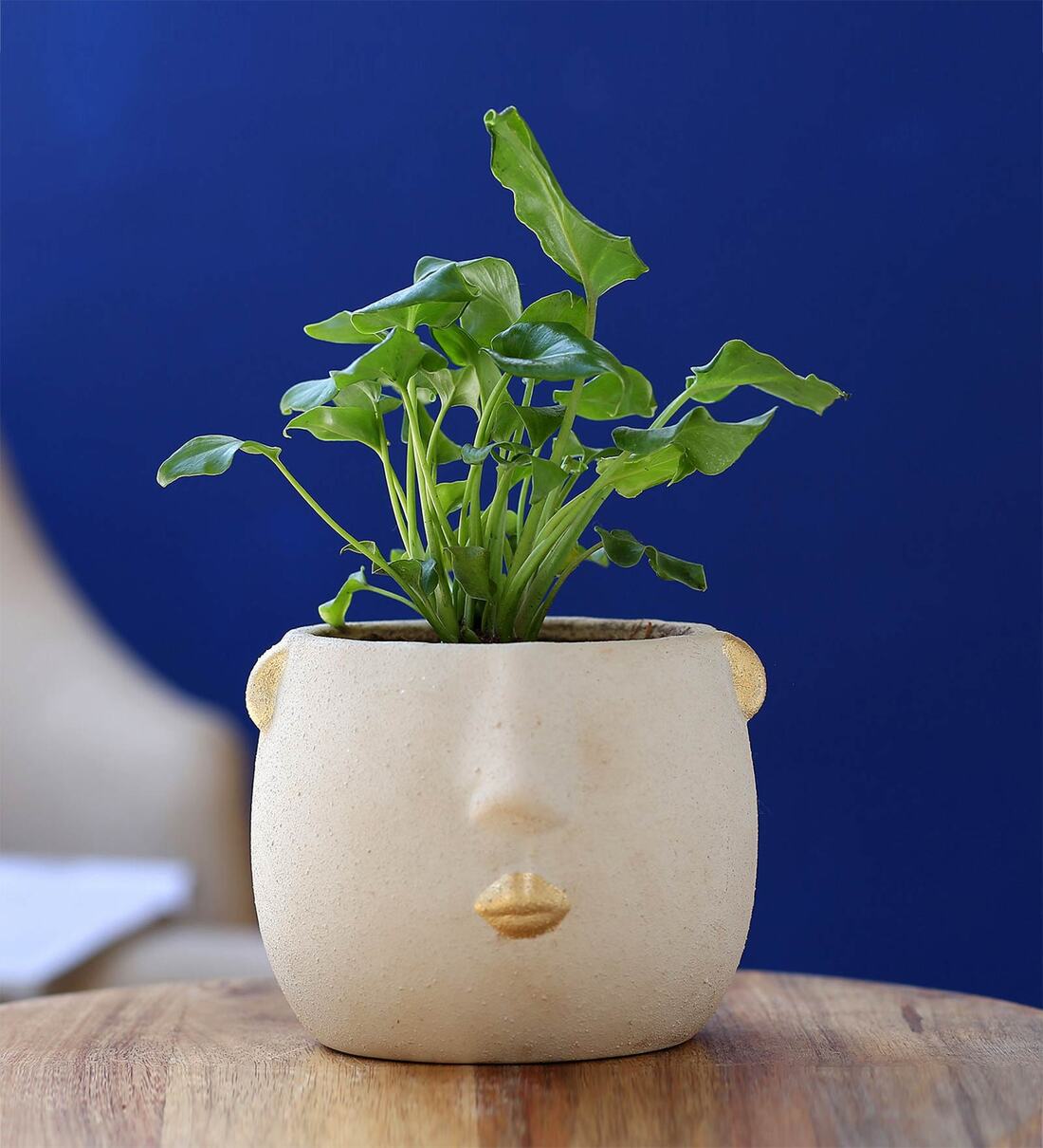 Buy Xanadu Natural Plant In Cream Face Ceramic Pot by Ferns N Petals at ...
