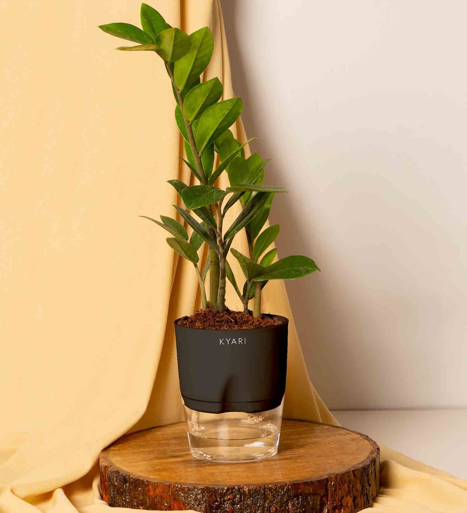 Buy Zamia Small Natural Plant with High Quality Plastic Pot by Kyari at ...
